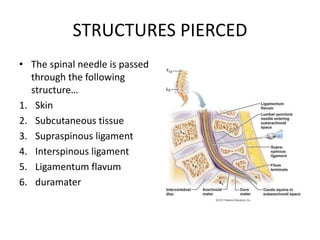 Spinal Anaesthesia - Anatomy & Physiology | PPT