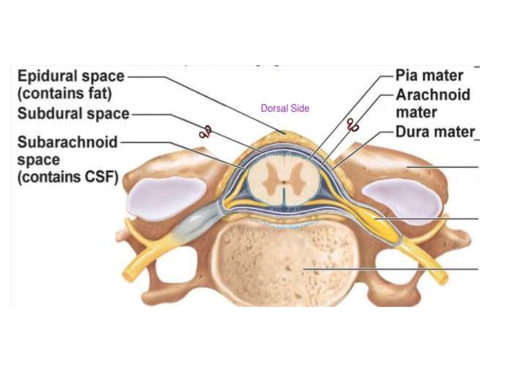 Spinal Anaesthesia - Anatomy & Physiology