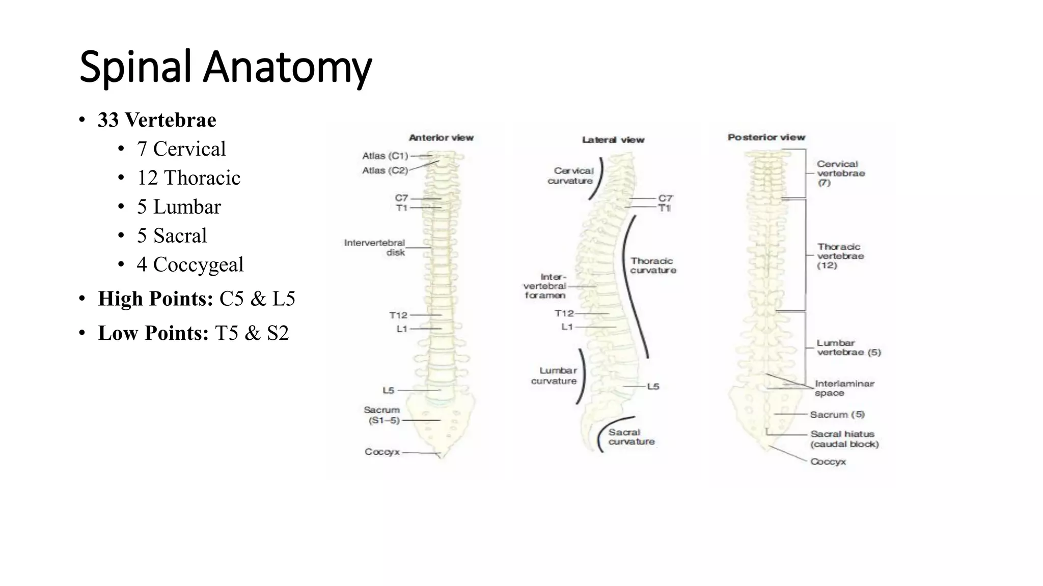 Spinal anatomy and anesthesia. | PDF