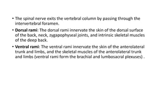 Spinal anatomy and anesthesia. | PDF