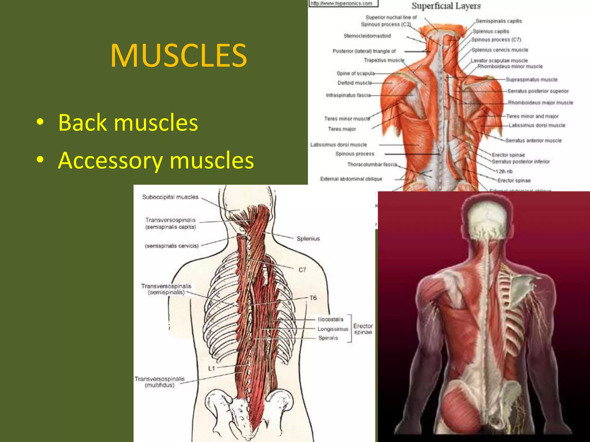 Spinal anatomy and biomechanics | PPTX