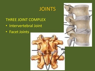 Spinal anatomy and biomechanics | PPTX