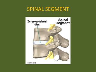 Spinal anatomy and biomechanics | PPTX