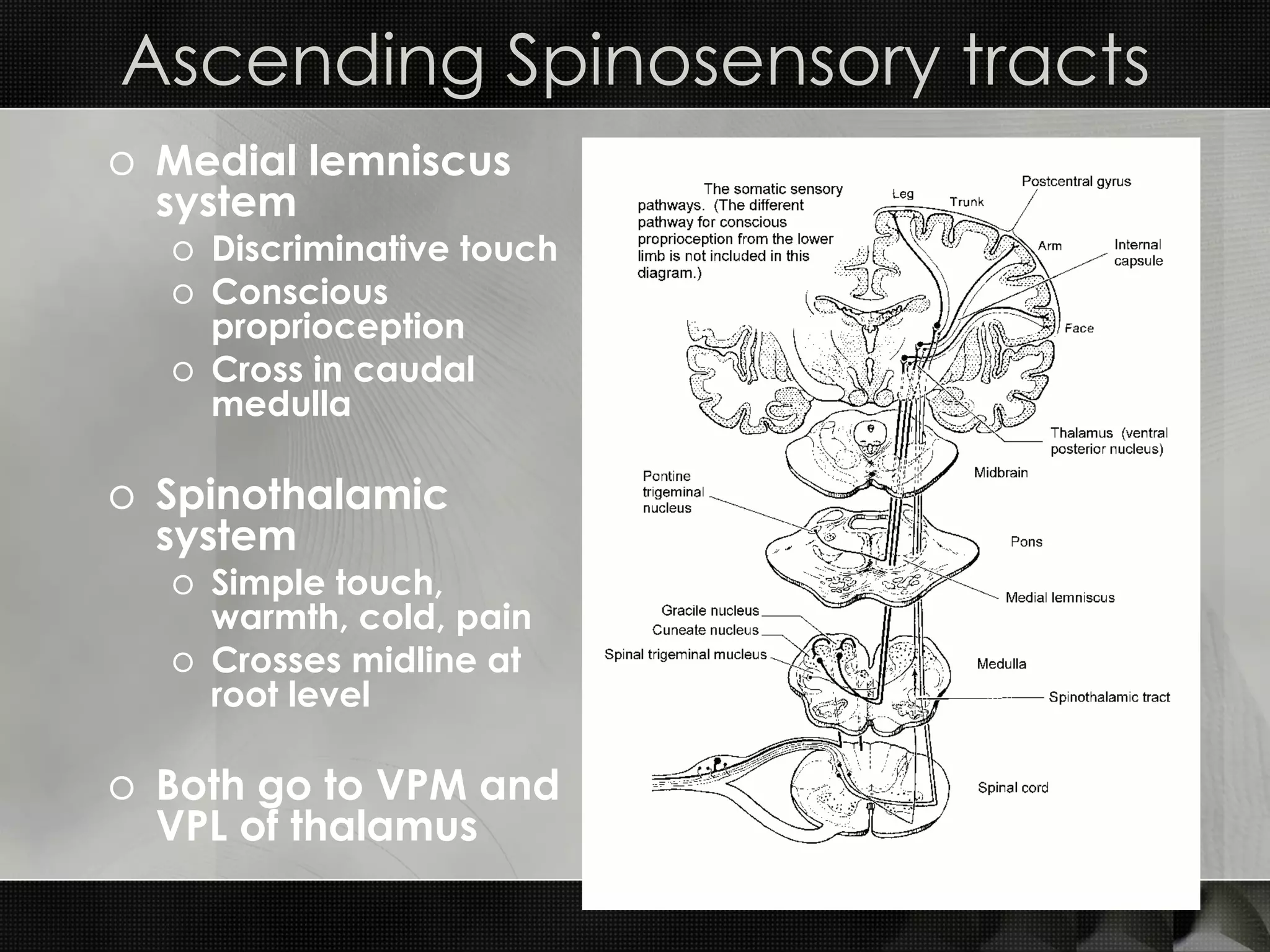 Spinal anatomy and_intrathecal_drugs | PPT
