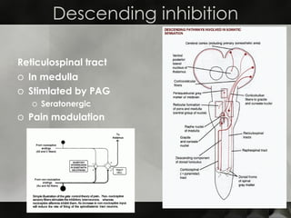 Spinal anatomy and_intrathecal_drugs | PPT