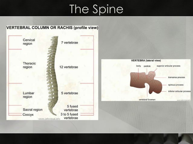 Spinal anatomy and_intrathecal_drugs | PPT