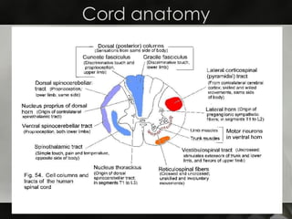 Spinal anatomy and_intrathecal_drugs | PPT