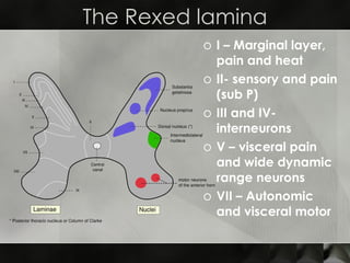 Spinal anatomy and_intrathecal_drugs | PPT