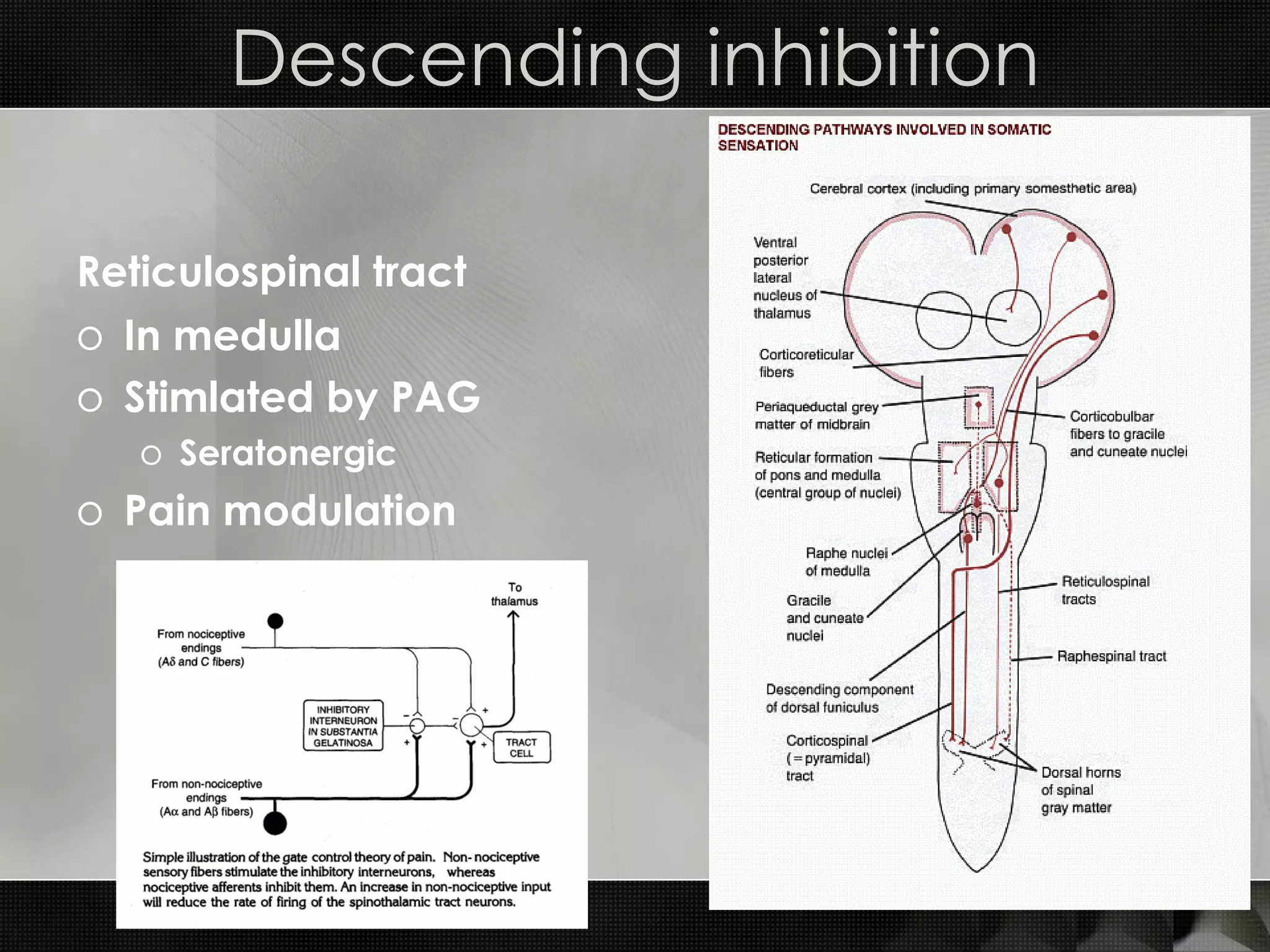 Spinal anatomy and_intrathecal_drugs | PPT