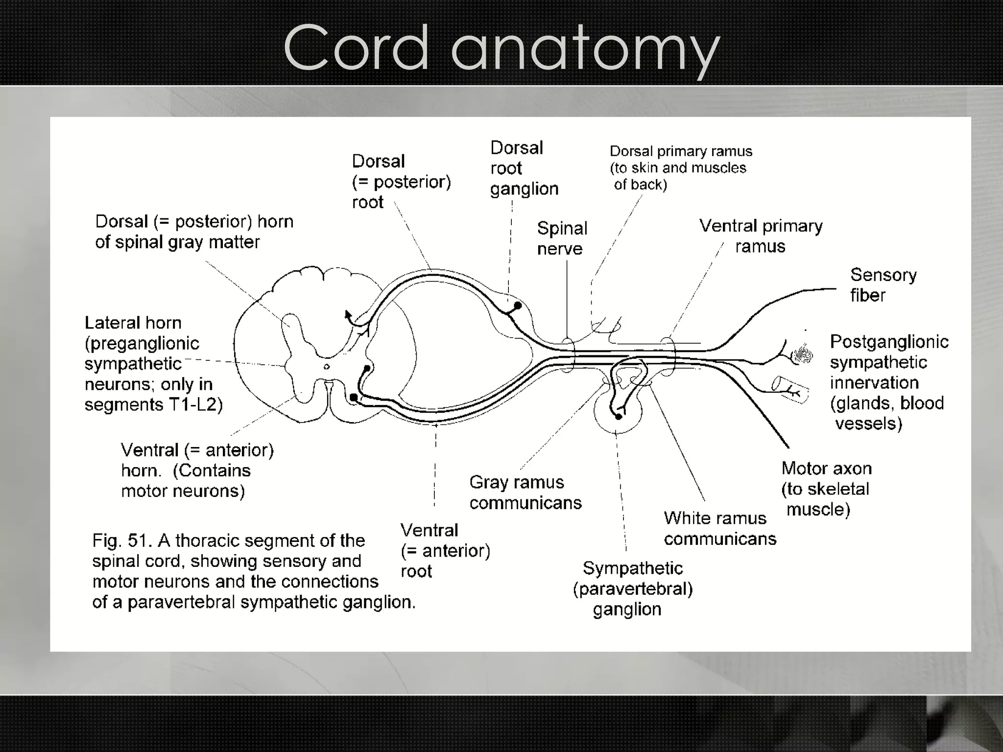 Spinal anatomy and_intrathecal_drugs | PPT
