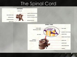 Spinal anatomy and_intrathecal_drugs | PPT
