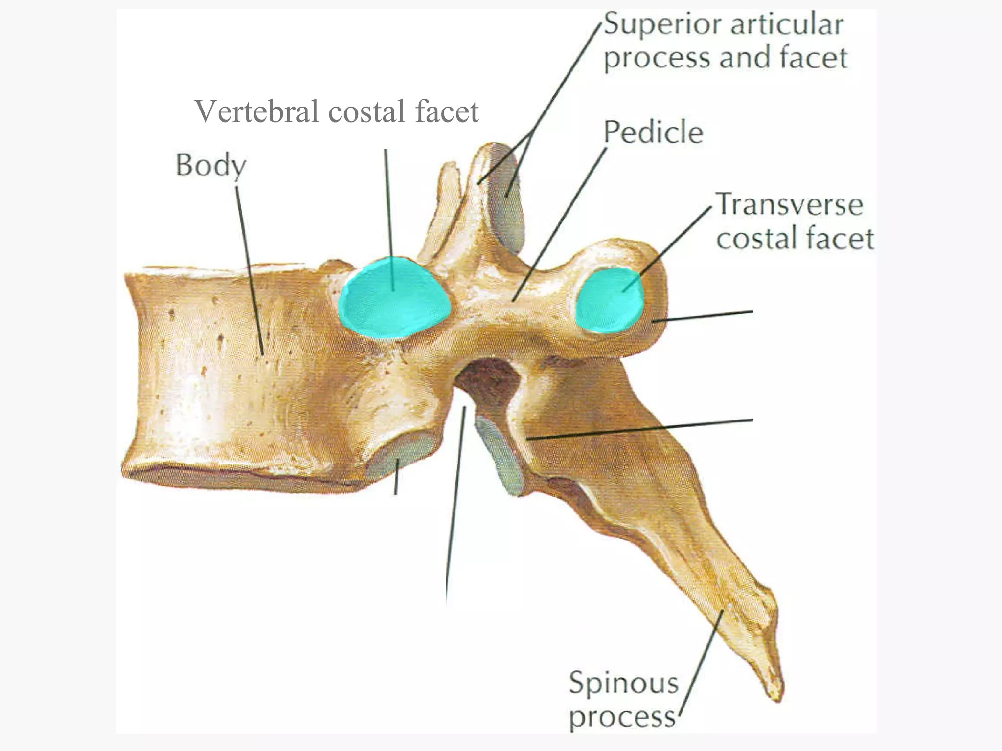 Spinal anatomy final | PPT