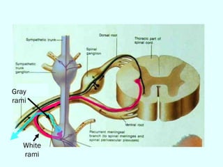 Spinal anatomy final | PPT