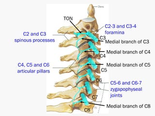 Spinal anatomy final | PPT