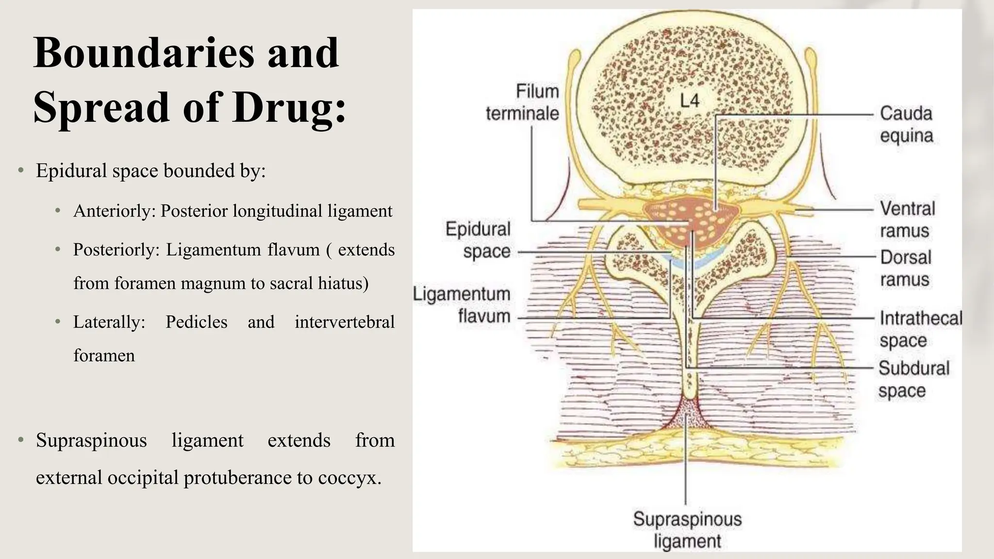 Spinal and Epidural Anaesthesia 5 1.pptx