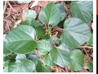 Spinal and peripheral nerve poisons quick review | PPT