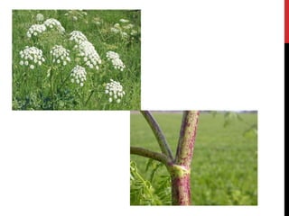 Spinal and peripheral nerve poisons quick review | PPT