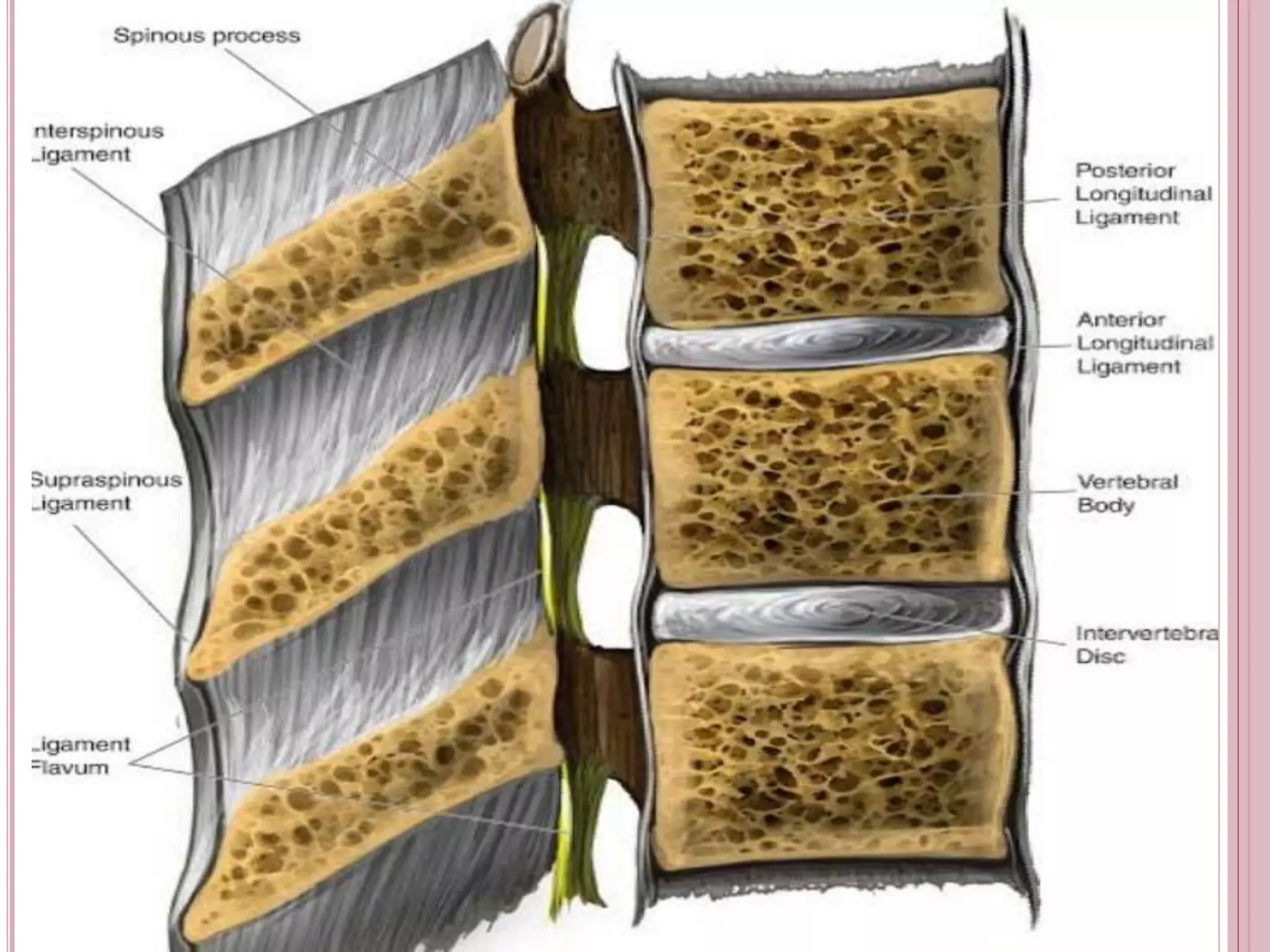 Spinal anesthesia slides | PPTX