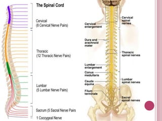 Spinal anesthesia slides | PPTX