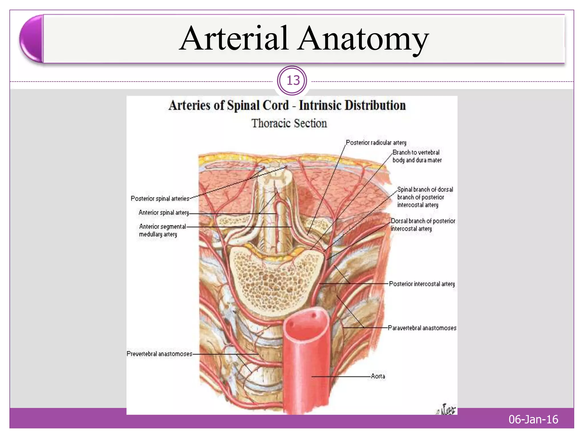 SPINAL CORD ARTERIOVENOUS MALFORMATIONS | PPTX