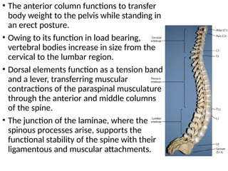 Spinal biomechanics and Fusion basics.pptx