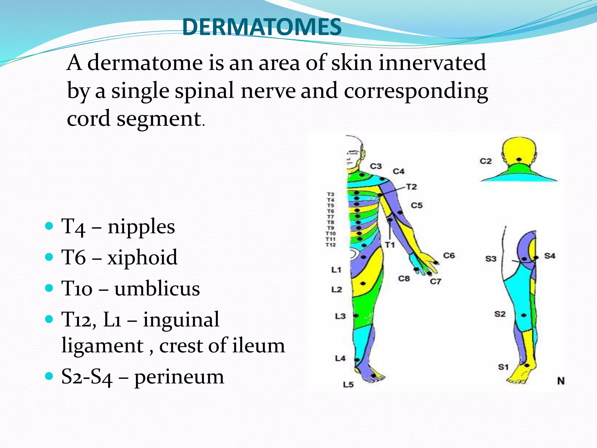 Spinal block | PPTX | First Aid | Injuries