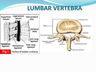 Spinal block | PPT