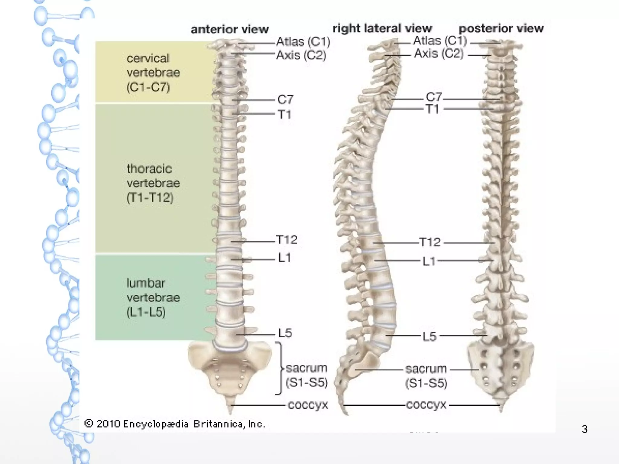 Central Neuroxial blockage ( Spinal and Epidural block ) By Dr Sachin ...