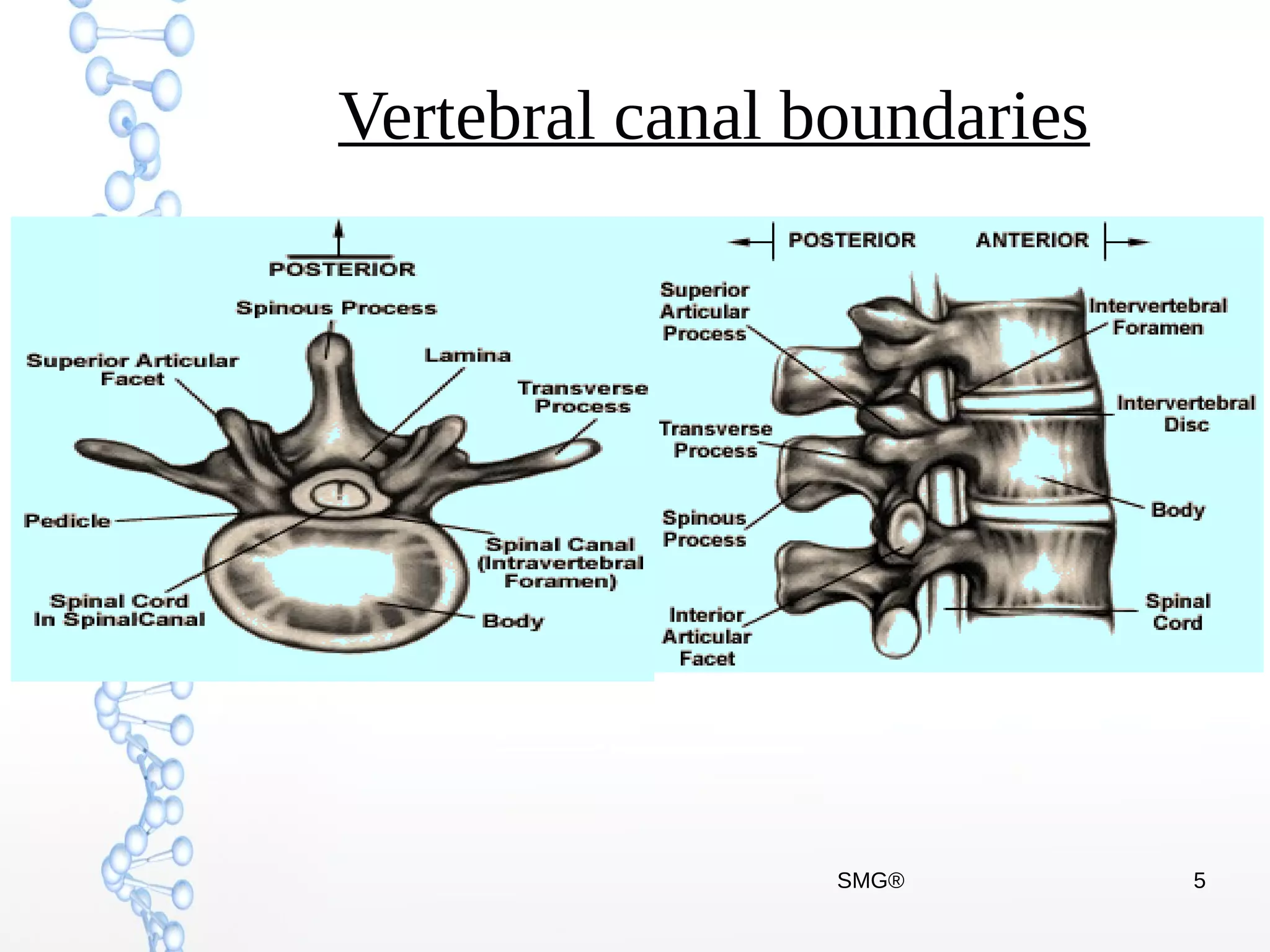 Central Neuroxial blockage ( Spinal and Epidural block ) By Dr Sachin ...