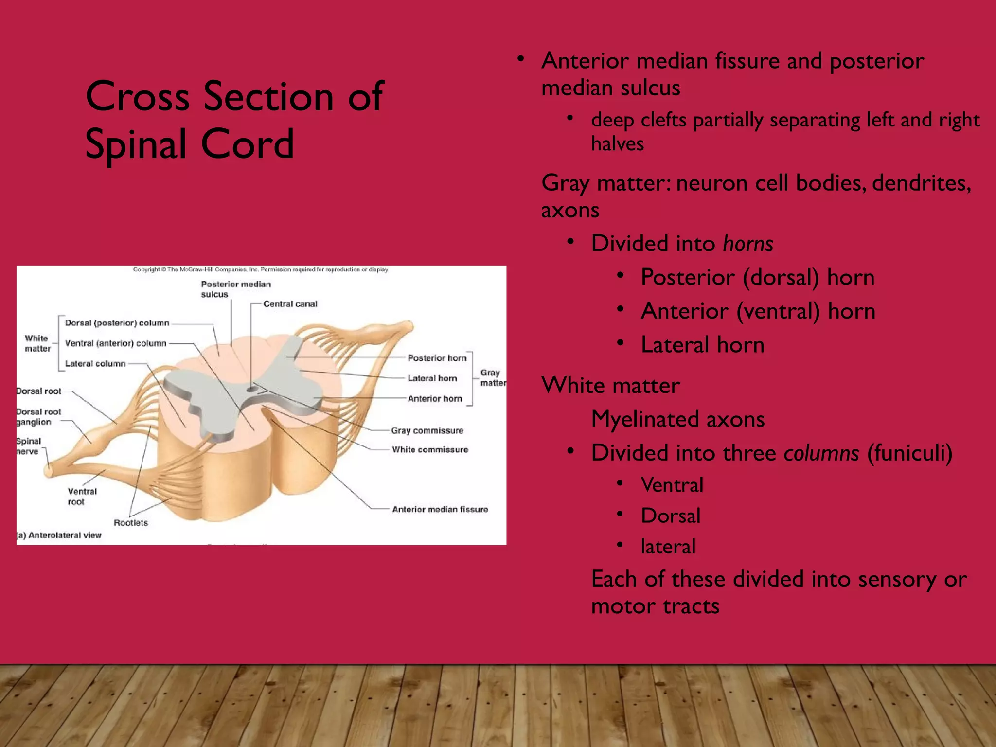 Spinal cord | PPT