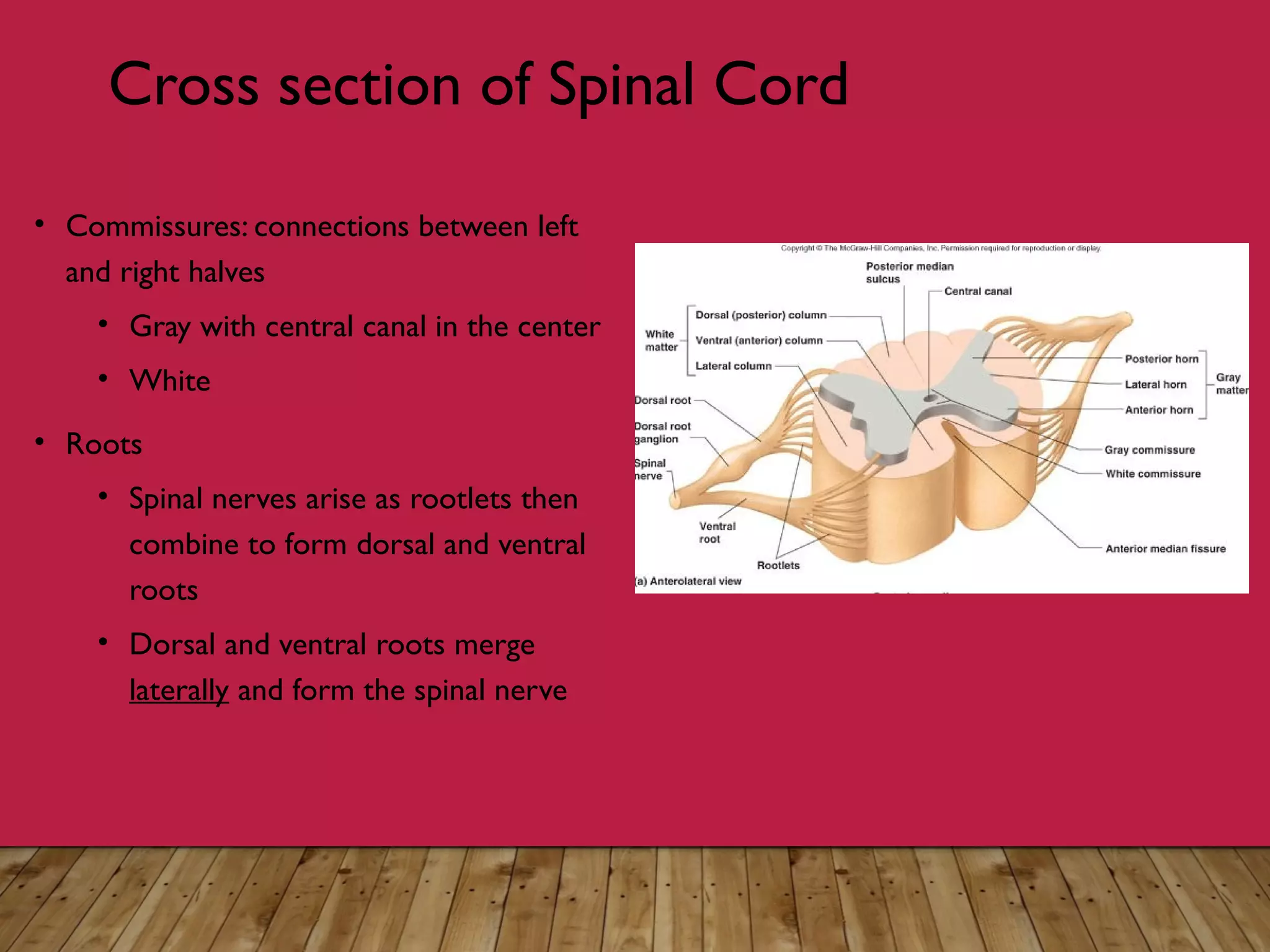 Spinal cord | PPT