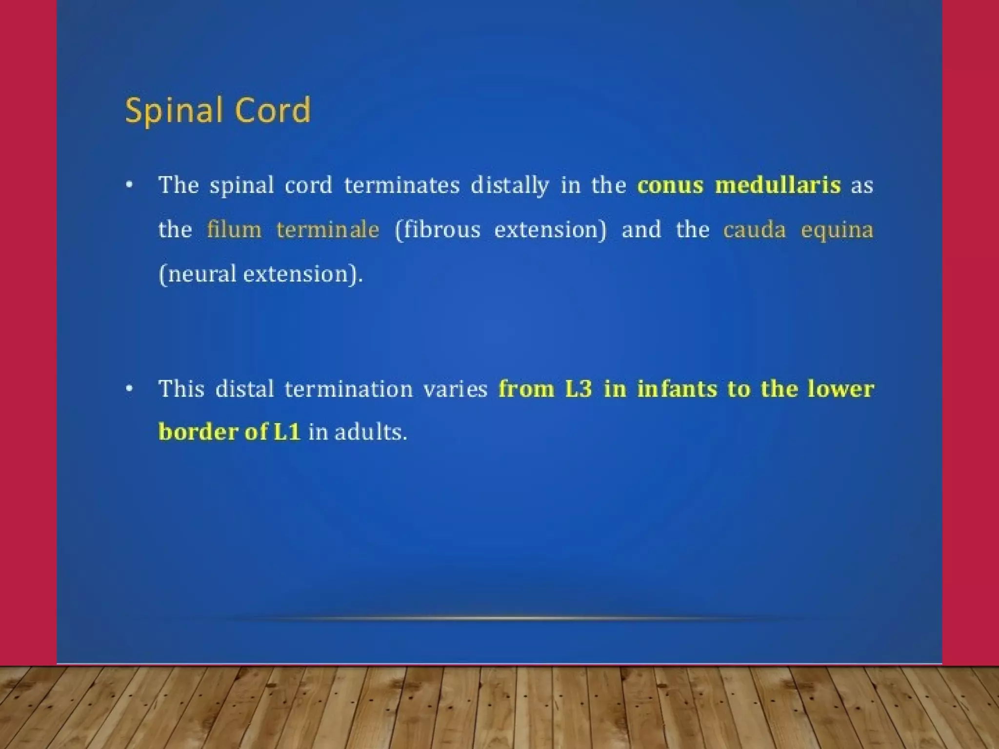 Spinal cord | PPT