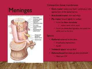 Spinal cord | PPT
