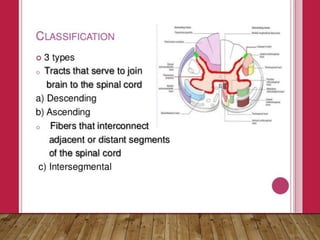 Spinal cord | PPT