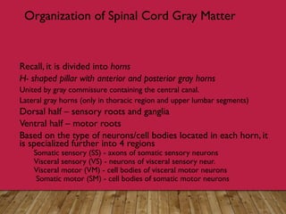 Spinal cord by Shaweta khosa | PPT