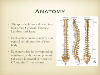 Spinal Cord | PPT