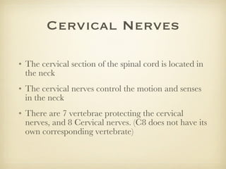 Spinal Cord | PPT
