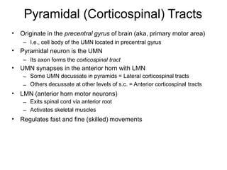 Spinal Cord in hunman | PPT