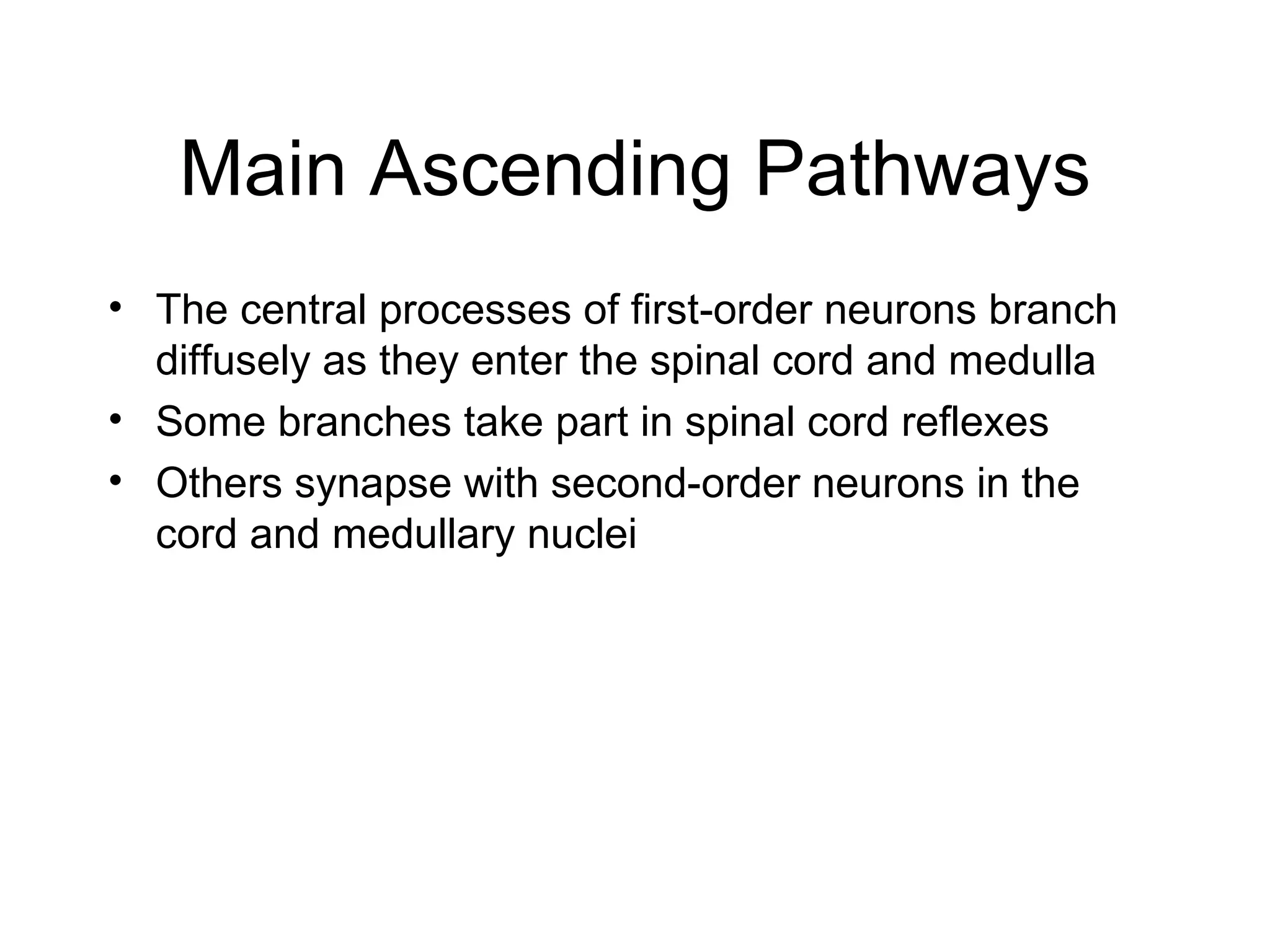 Spinal cord | PPT