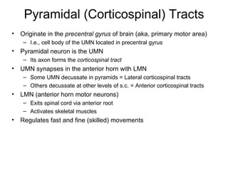 Spinal cord | PPT