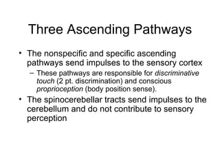 Spinal cord | PPT