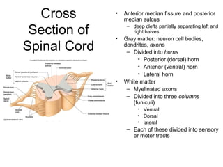 Spinal cord | PPT