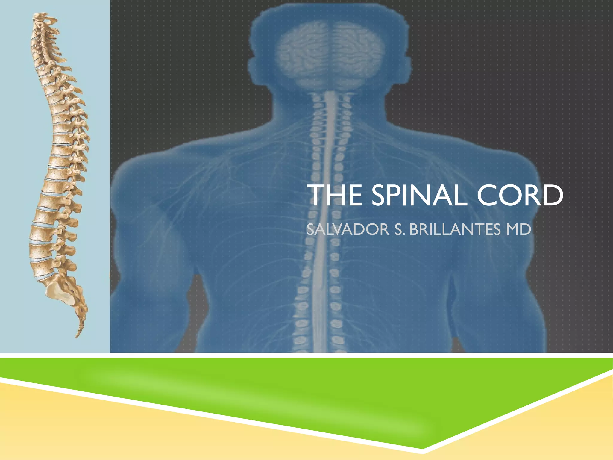 Spinal cord | PPT