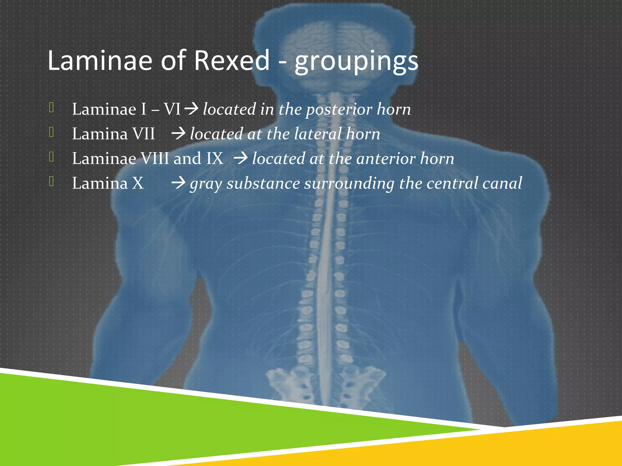 Spinal cord | PPT