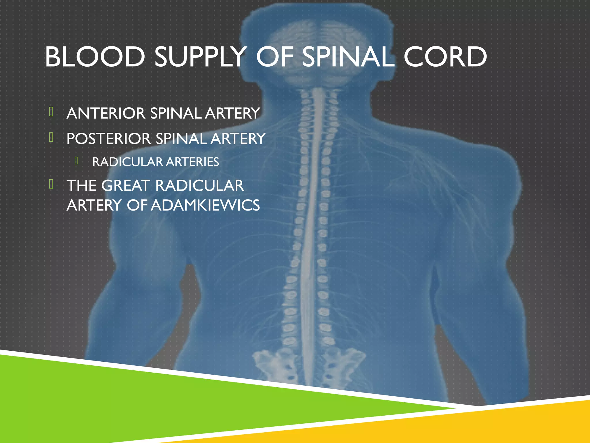 Spinal cord | PPT
