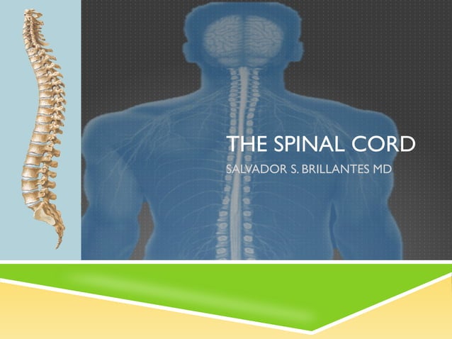 Spinal cord | PPT