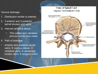 Spinal cord | PPT