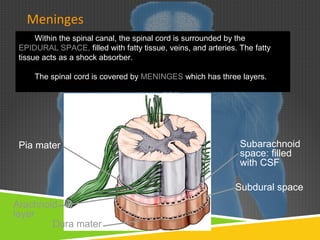 Spinal cord | PPT