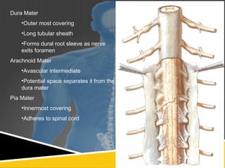 Spinal cord | PPT