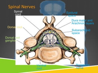 Spinal cord | PPT